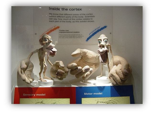 The Wing Chun Homunculus (Part 1) – Wing Chun Journey