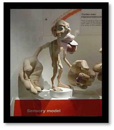 The Wing Chun Homunculus (Part 2) – Wing Chun Journey